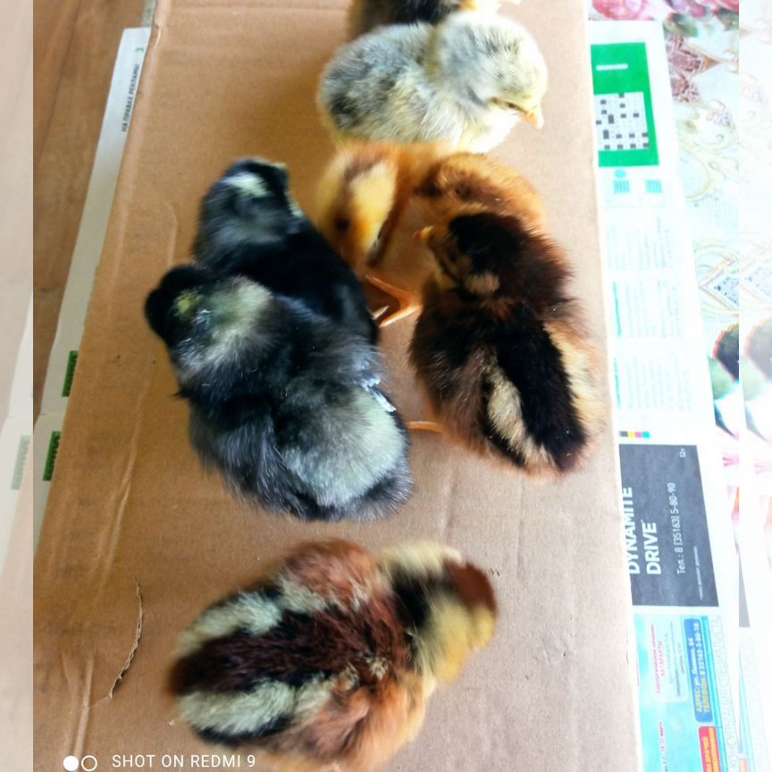 Продам инкубационное яйцо