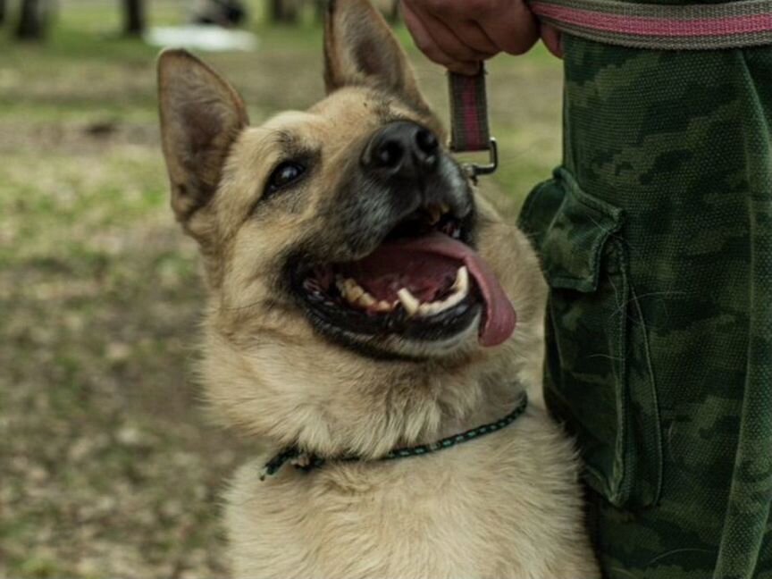Наша гордость пес Шарик