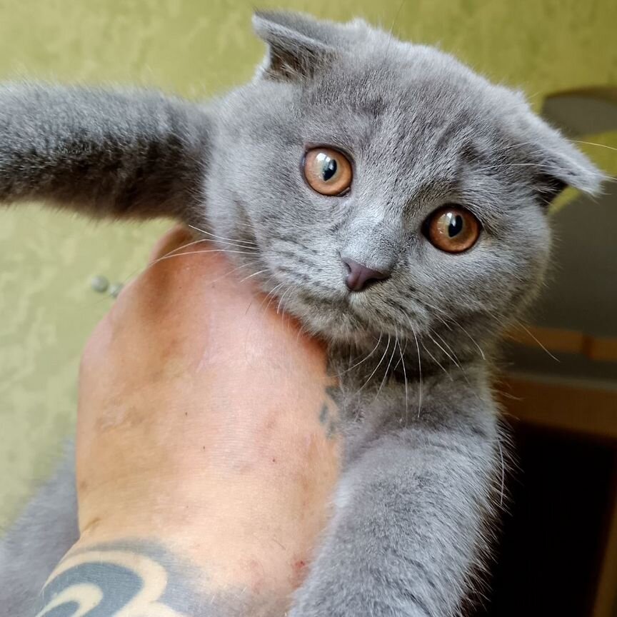 Шотландский вислоухий короткошёрстный котёнок