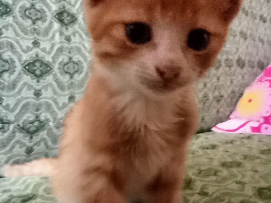 Котик в добрые руки