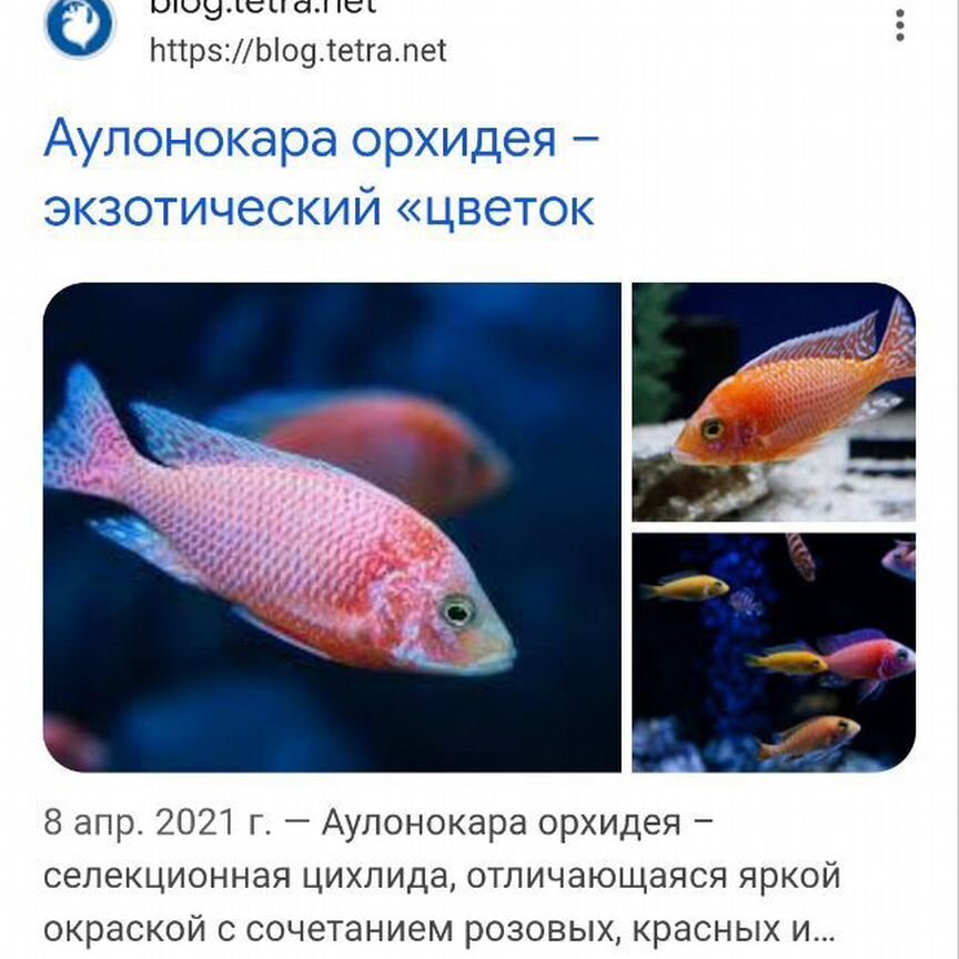 Аулонокара орхидея отдам