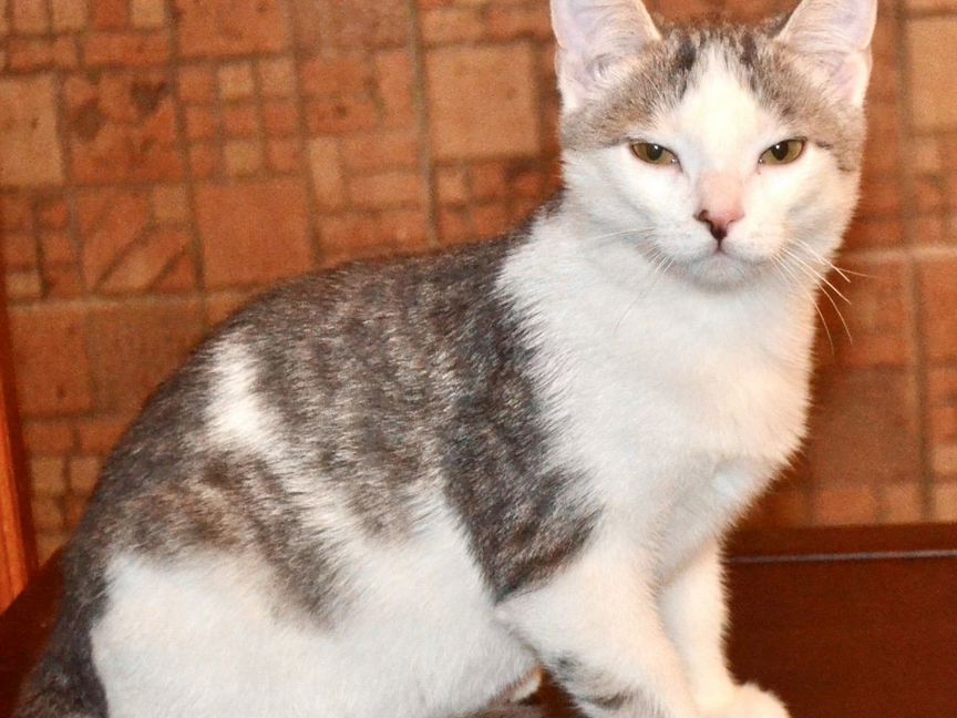 Котенок мальчик 4 месяца