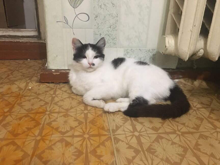 Знакомьтесь, Мушка