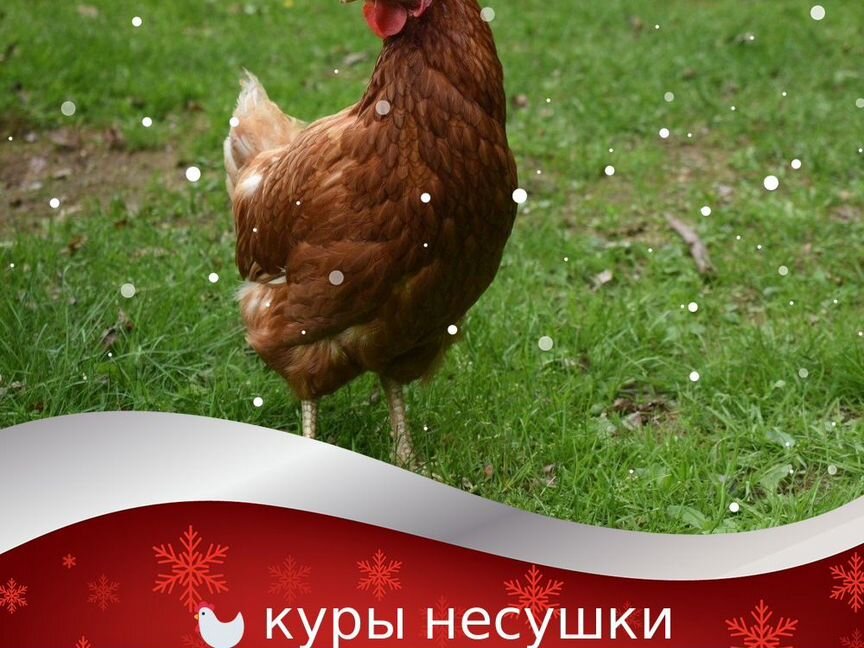 Куры с доставкой