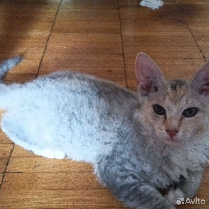 Кудрявая девочка ждёт вас