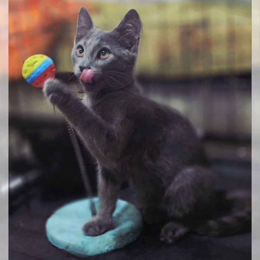 Котенок в добрые руки