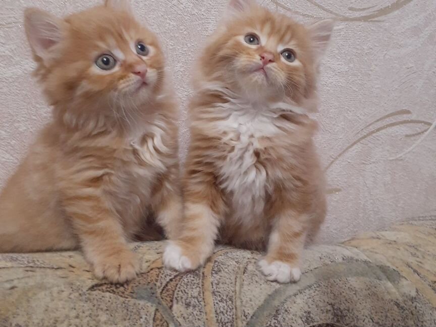 Кошки курильский бобтейл