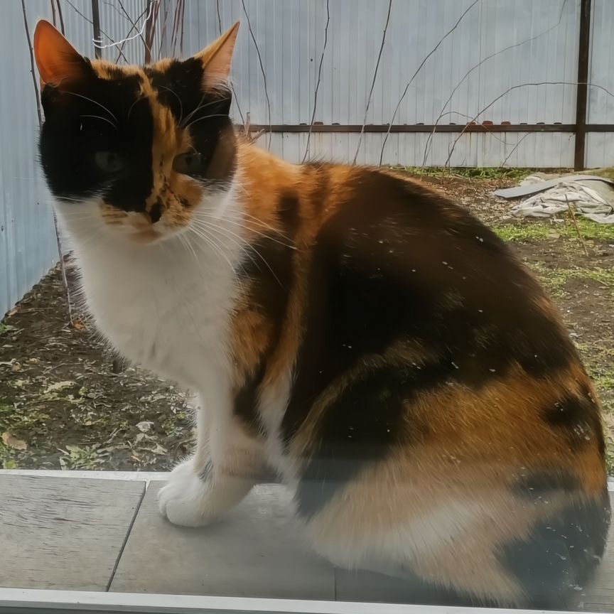 Взрослая кошка в добрые руки