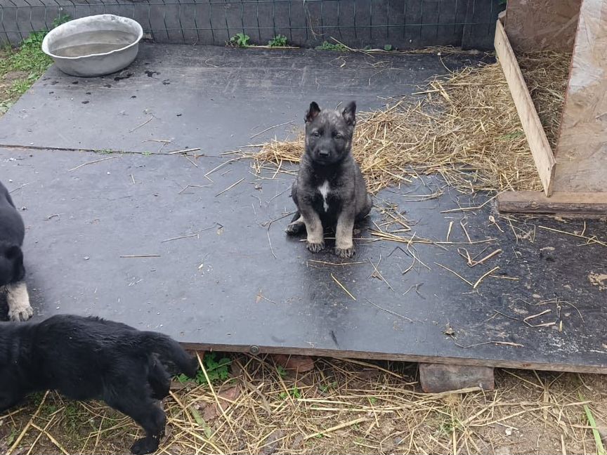 Щенки восточноевропейской овчарки