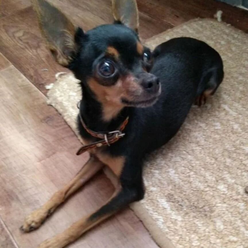 Русский той-терьер, взрослая собака