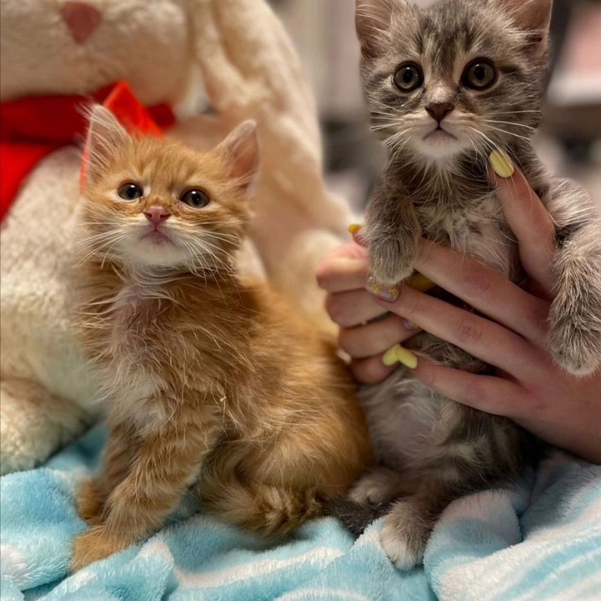 Котята в добрые руки