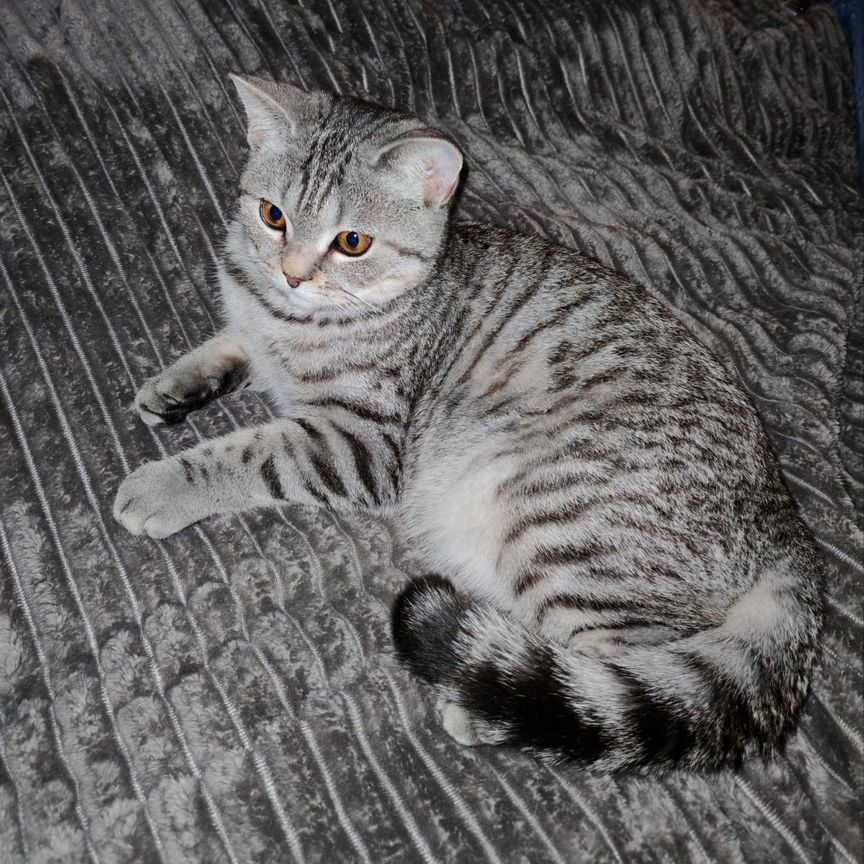 Отдам кота в добрые руки