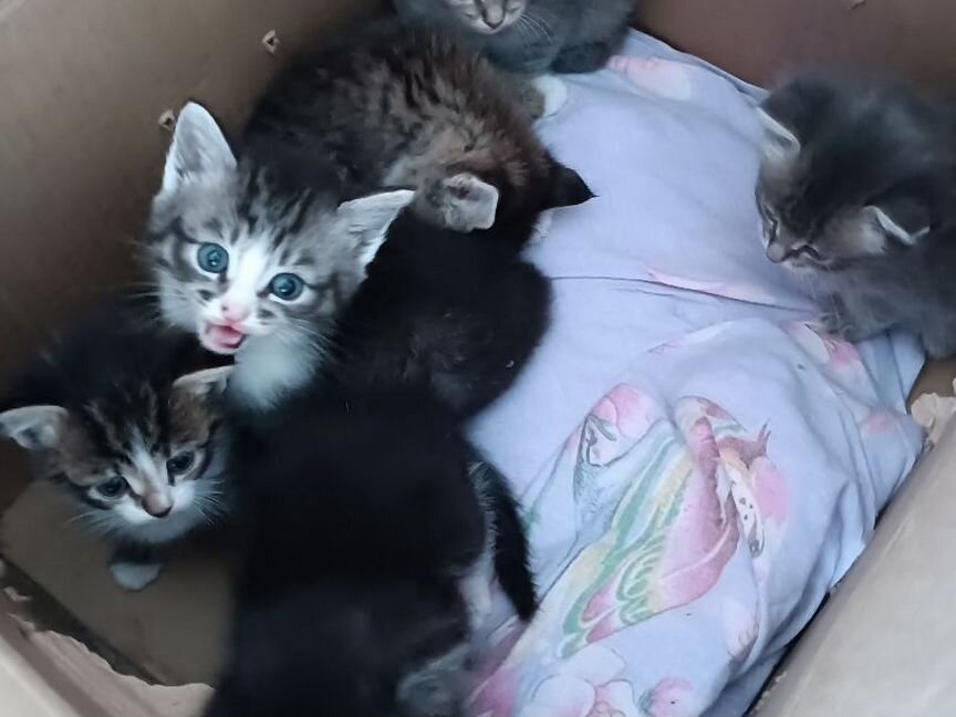 Котята в добрые руки