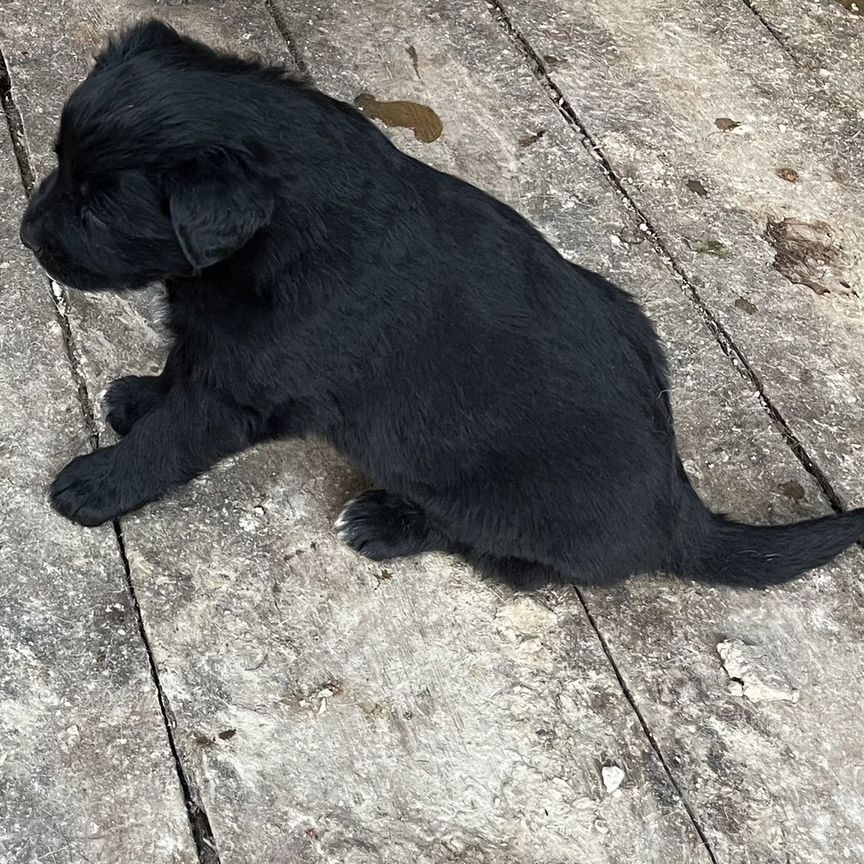 Лабрадор-ретривер, щенок