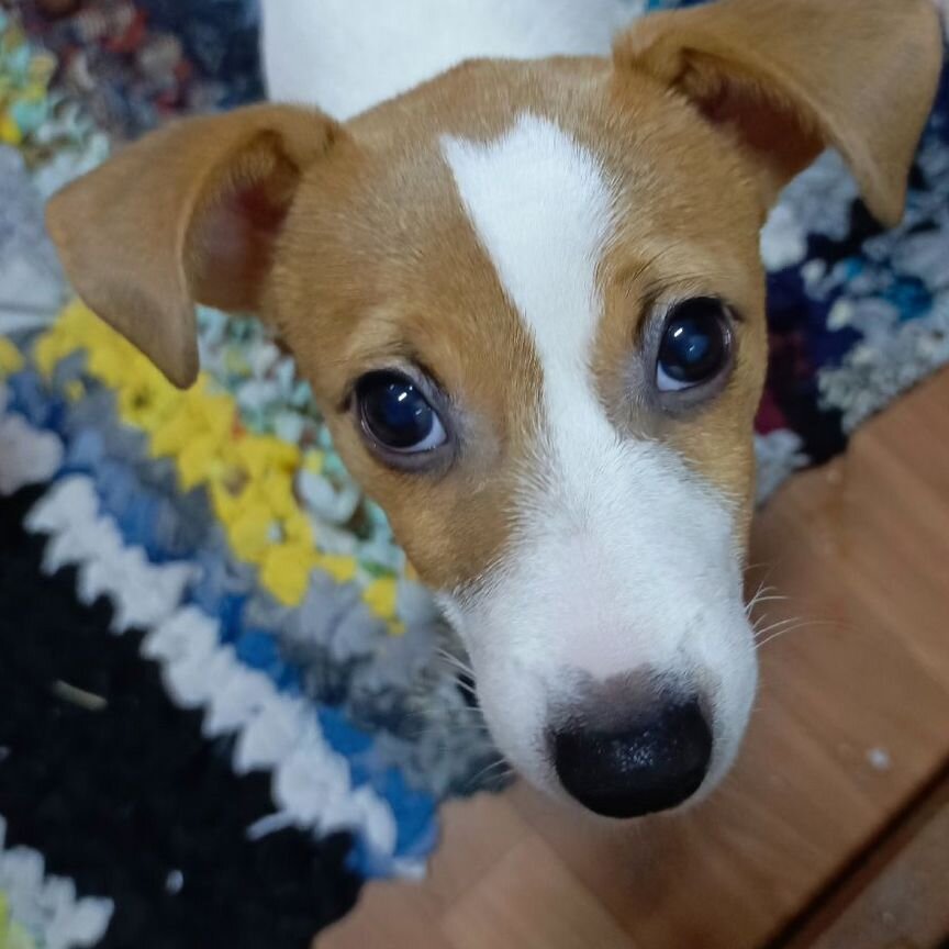 Джек-рассел-терьер, щенок