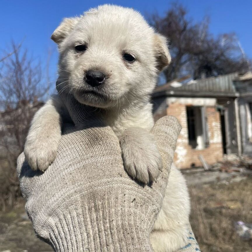 Отдам в добрые руки