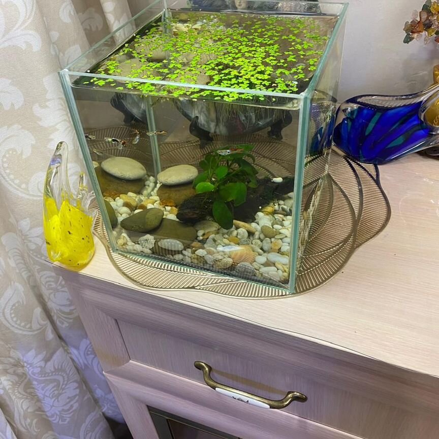 Аквариум на 8 л. Под ключ