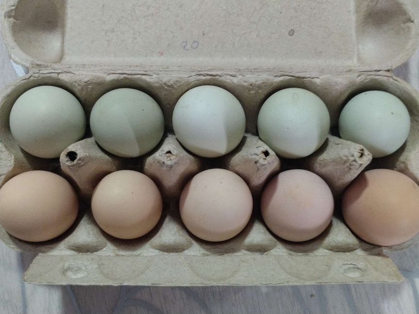 Инкубационное яйцо