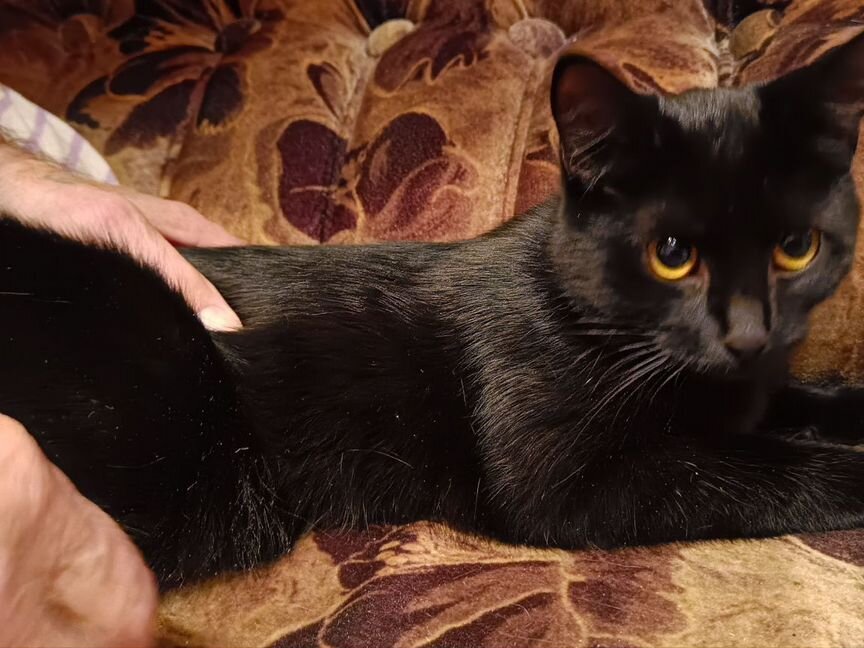 Миленькая кошечка