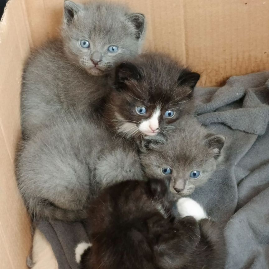 Котёнок в добрые руки