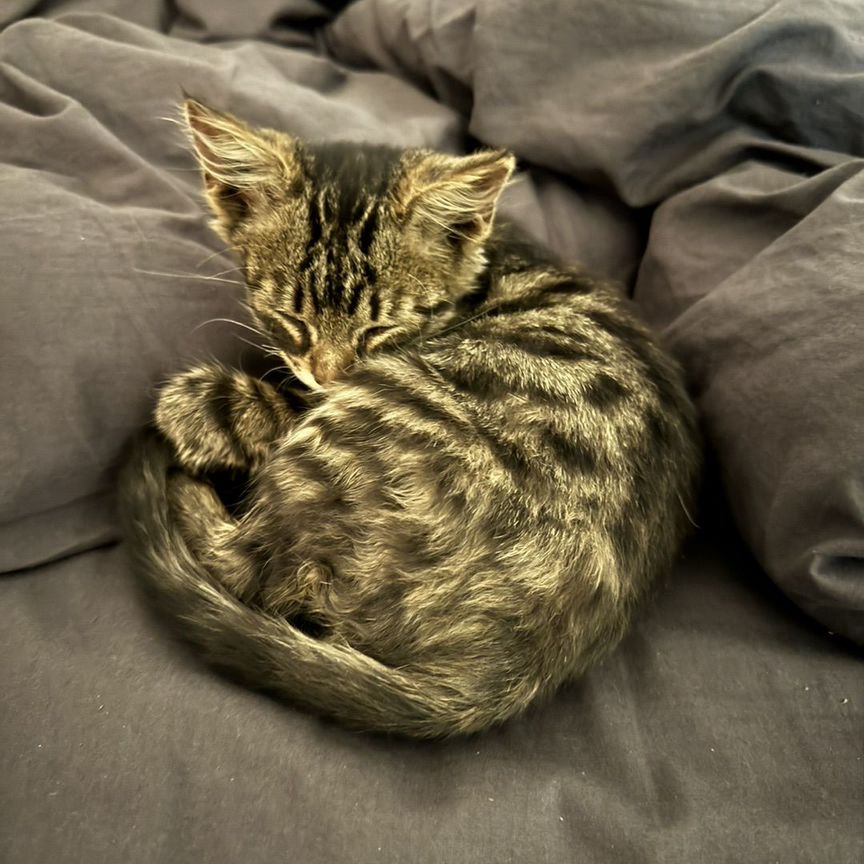 Котик