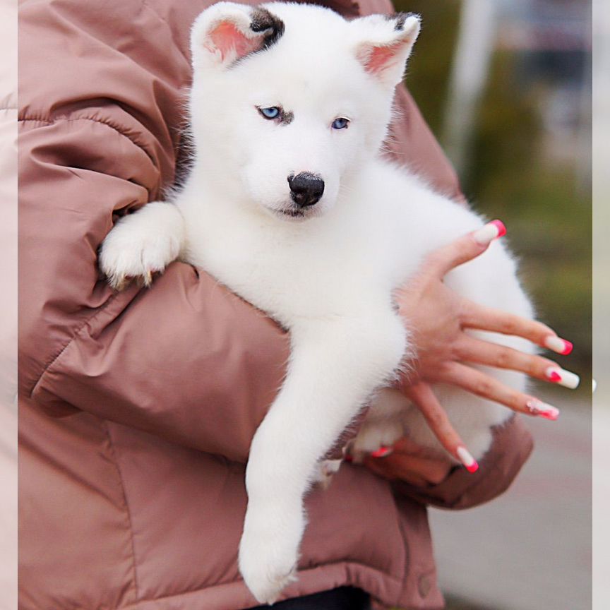 Сибирский хаски, щенок