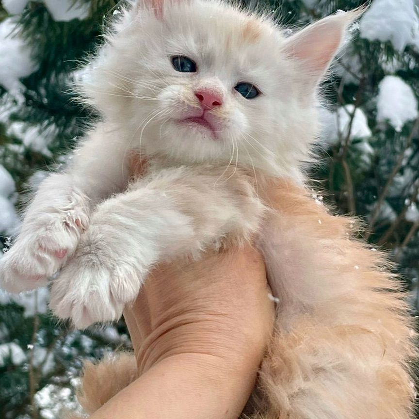Мейн кун котята
