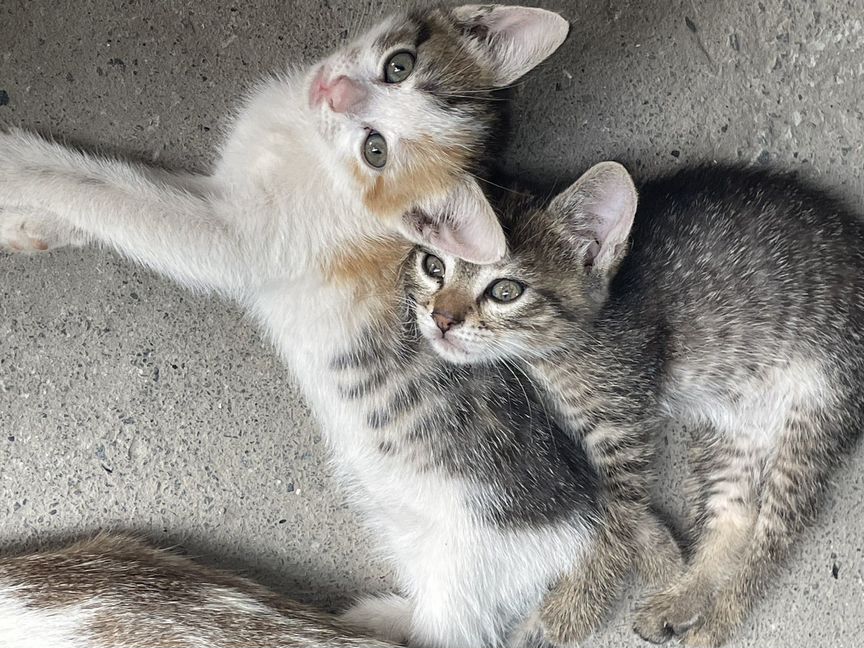 Кошки