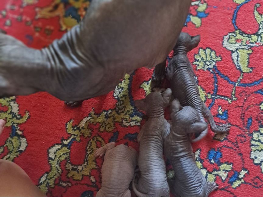 Канадский сфинкс котенок