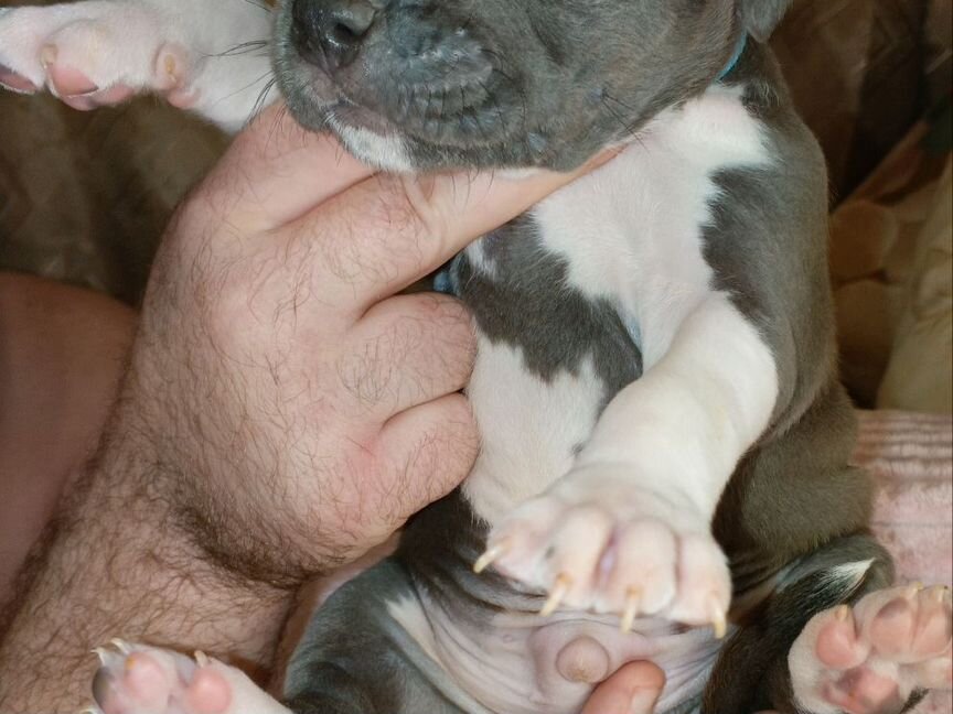 Голубые щенки стаффики