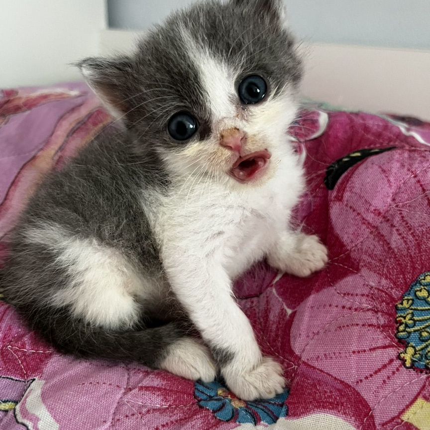 Котенок мальчик серый