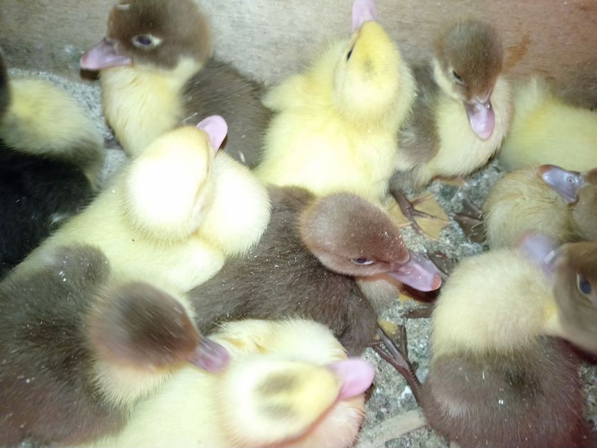 Мускусные утята индоутки