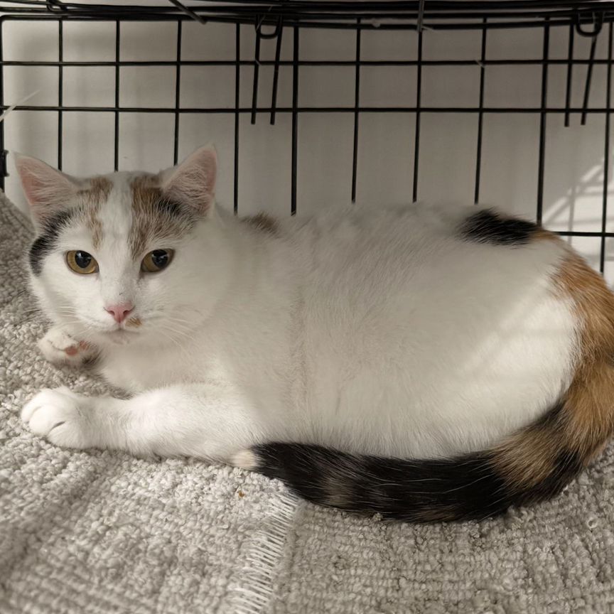 Кошка Наоми