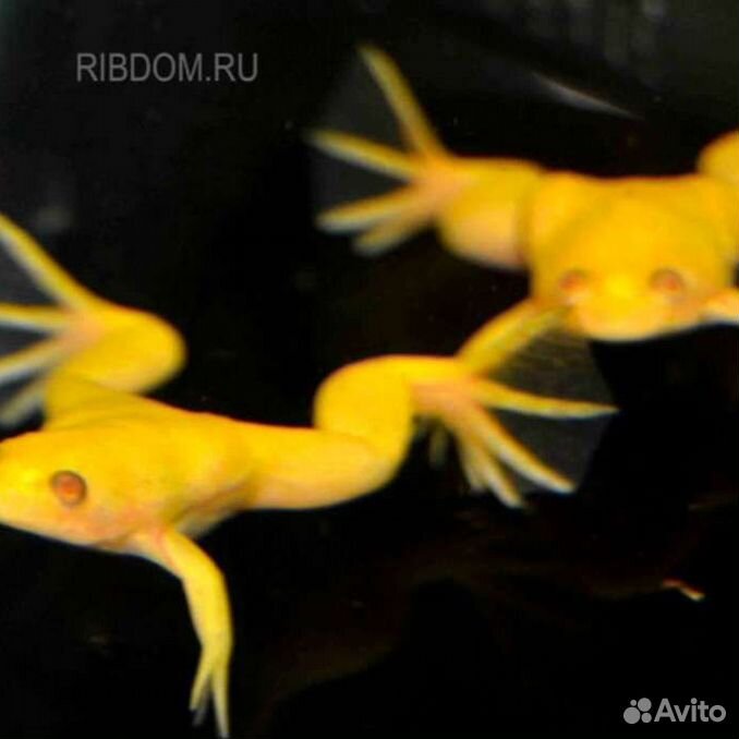 Лягушка шпорцевая в ассортименте Аквариумные