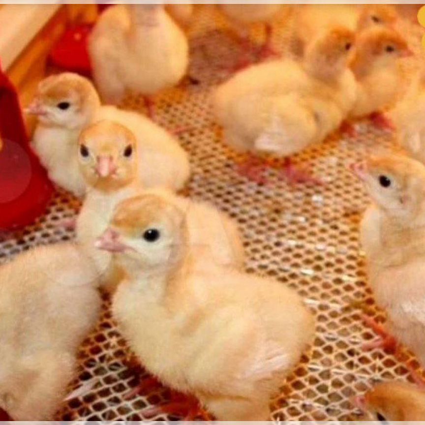 Индюшата Хайбрид конвертер рубин