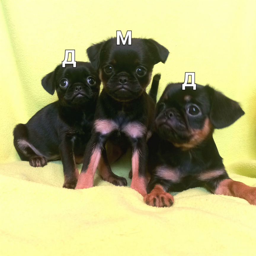 Малыши пти брабансона