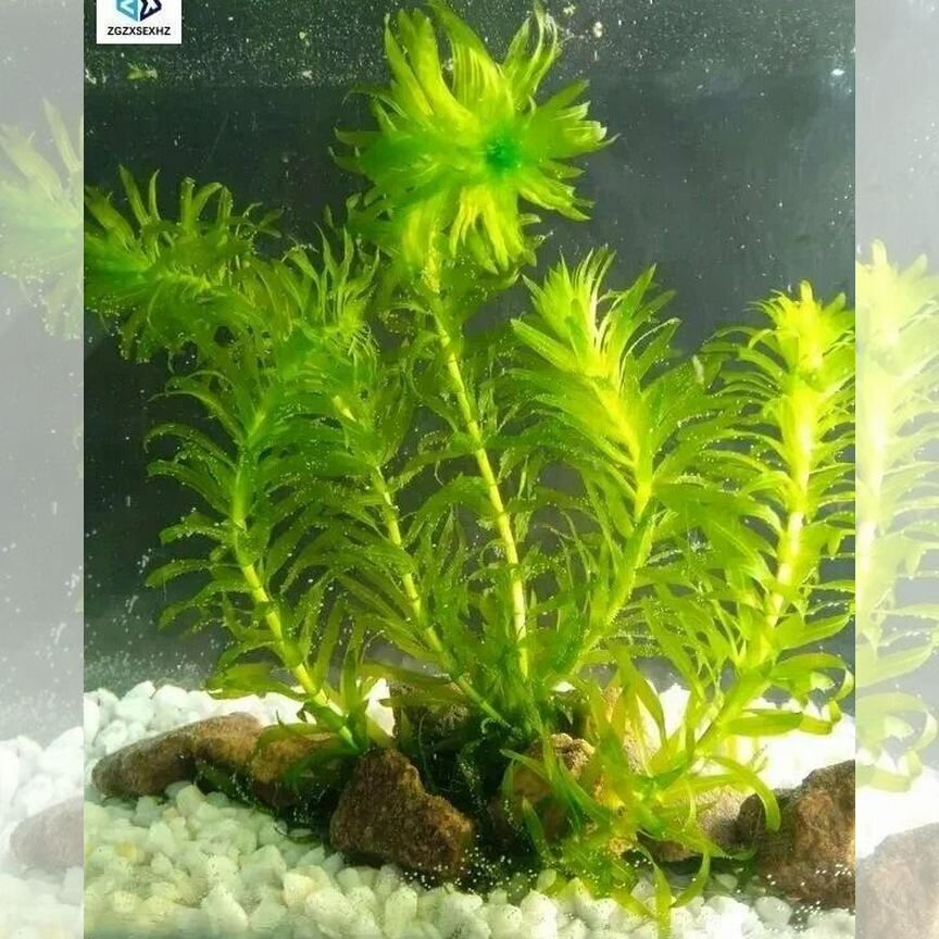 Аквариумные растения