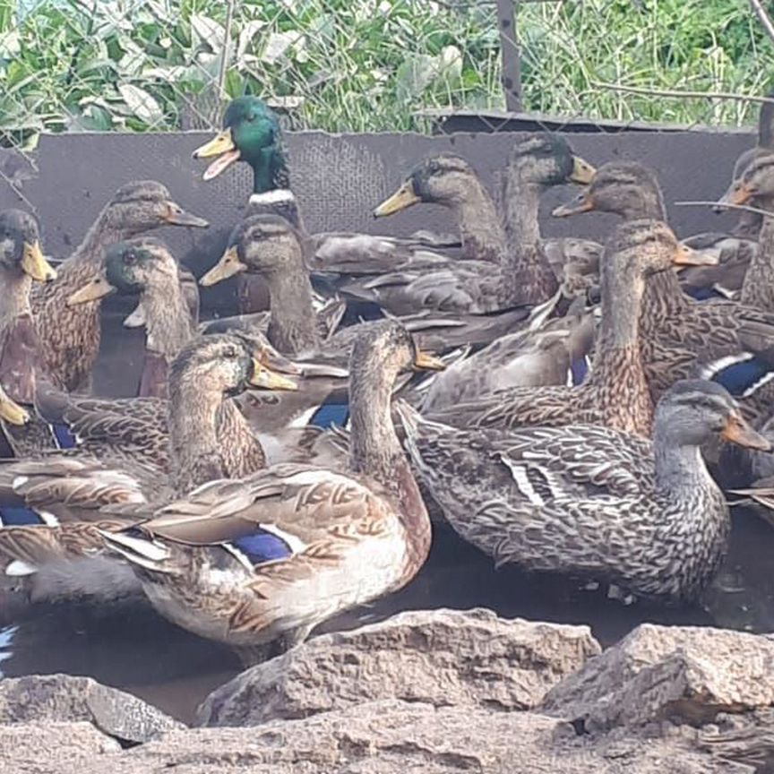 Дикие утки, кряквы