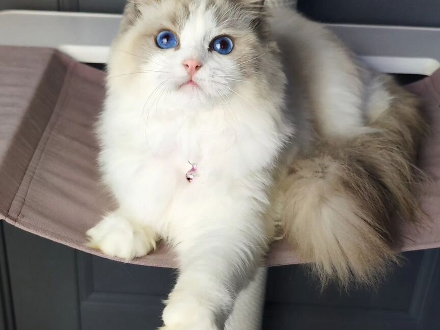 Красавица рэгдолл, шоу в разведение