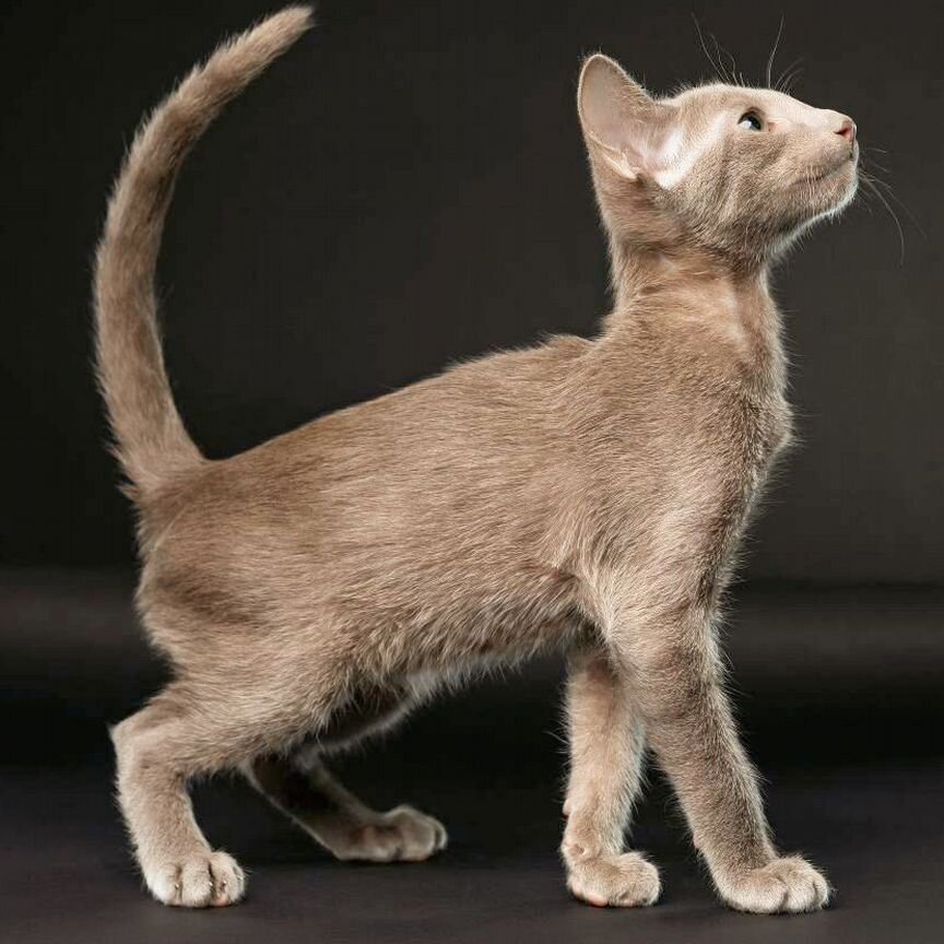 Ориентальный котенок