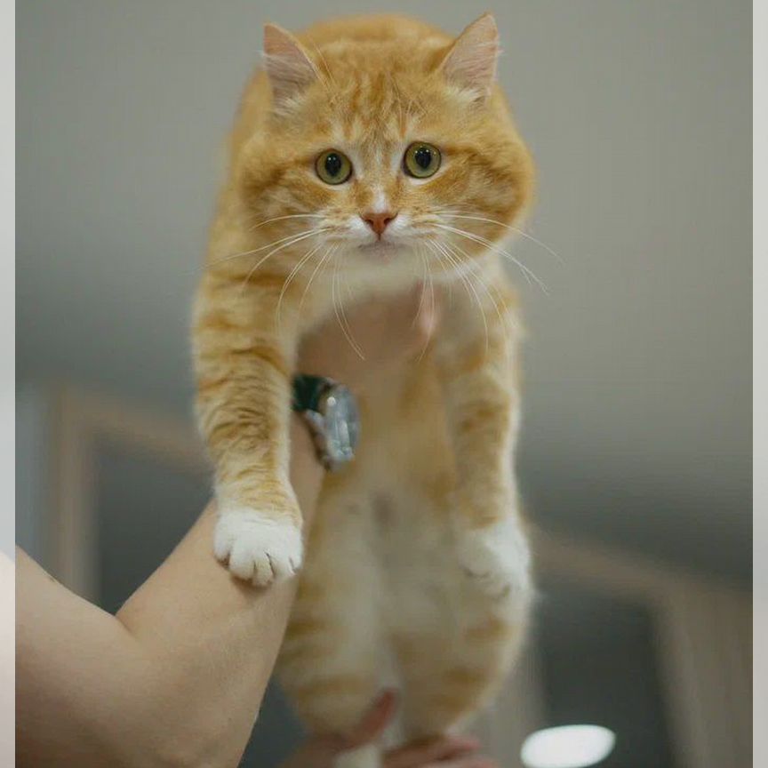 Взрослый кот в добрые руки