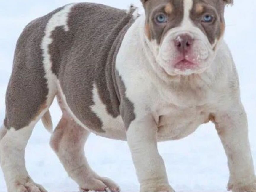 Американский булли покет, стандарт