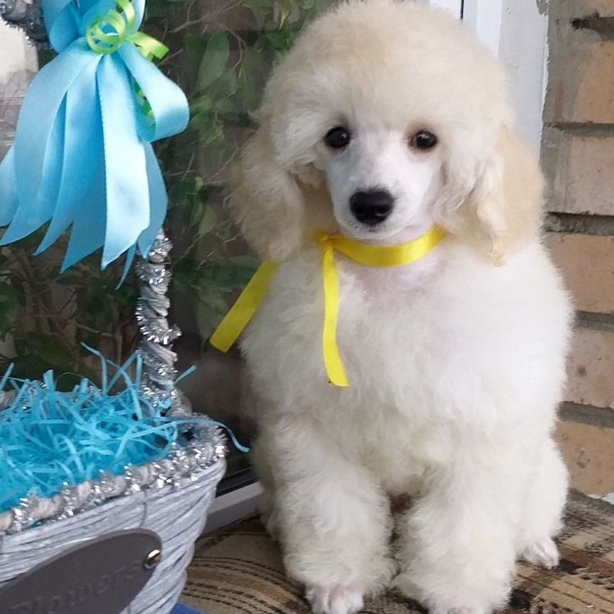 Пудель, щенок