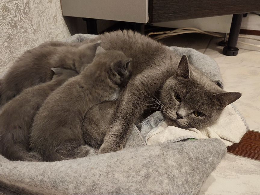 Шотландские котята