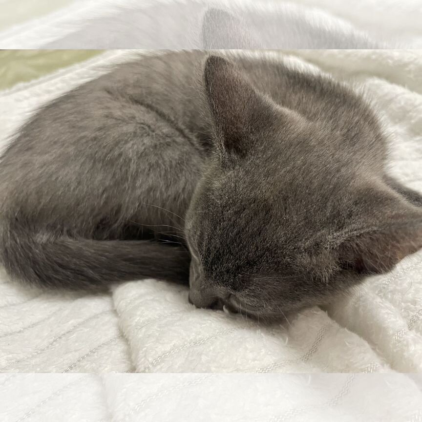 Котёнок в добрые руки