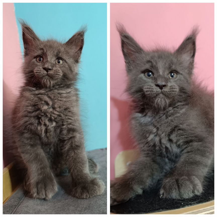 Мейн-кун мальчик голубой солид классика