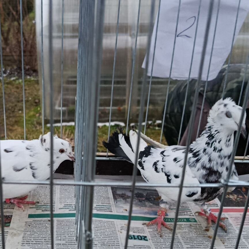 Продажа бакинских голубей