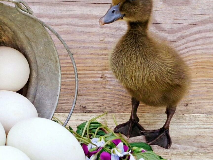 Яйцо утки Стар 53