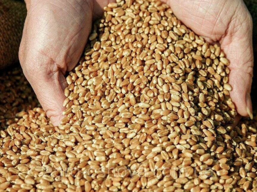 Зерно пшеница, Ячмень