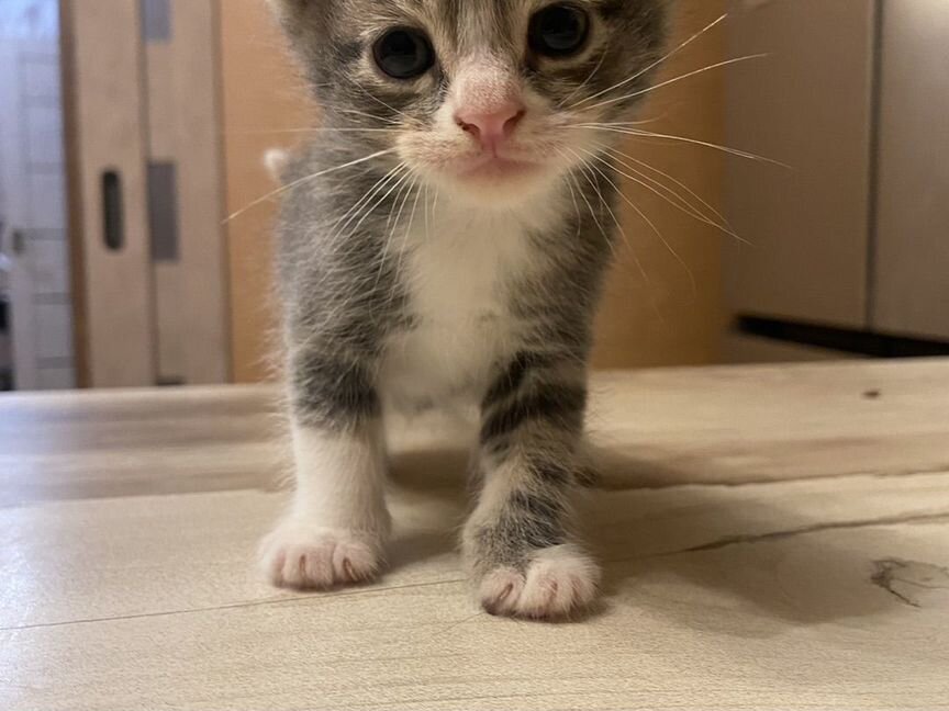 Котята в добрые руки 1 месяц